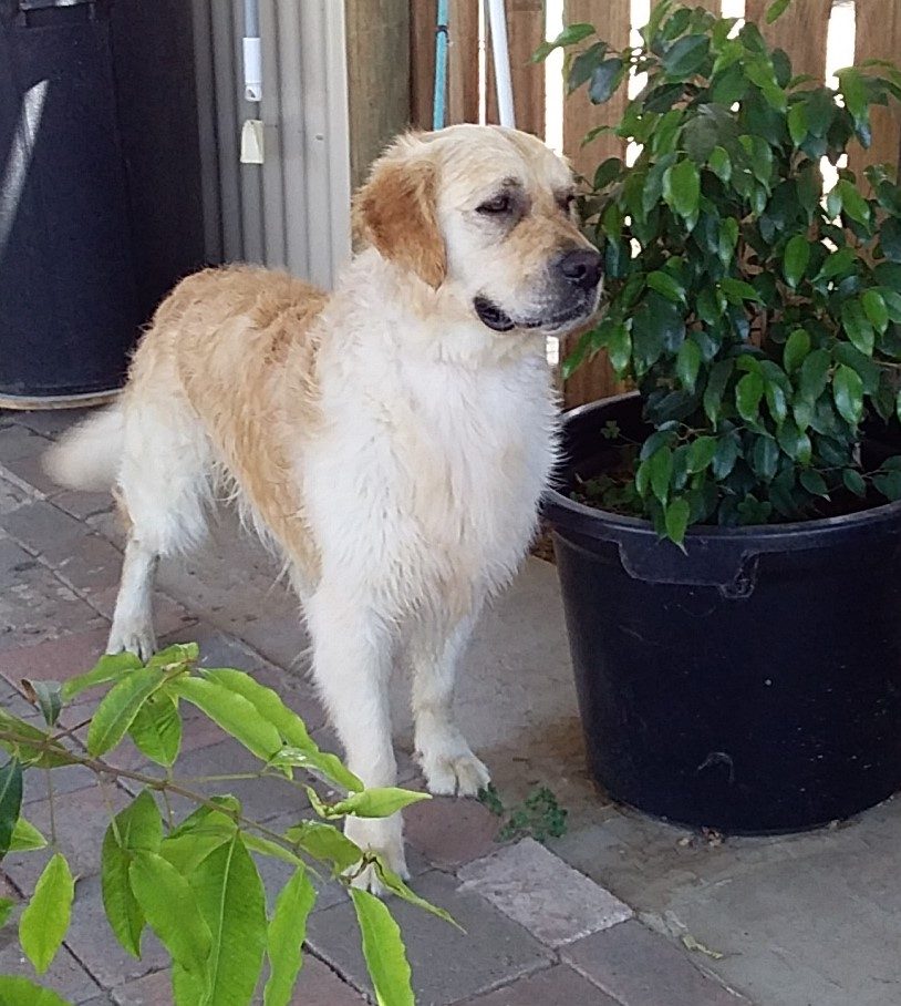 Texas – Brackendell Golden Retrievers