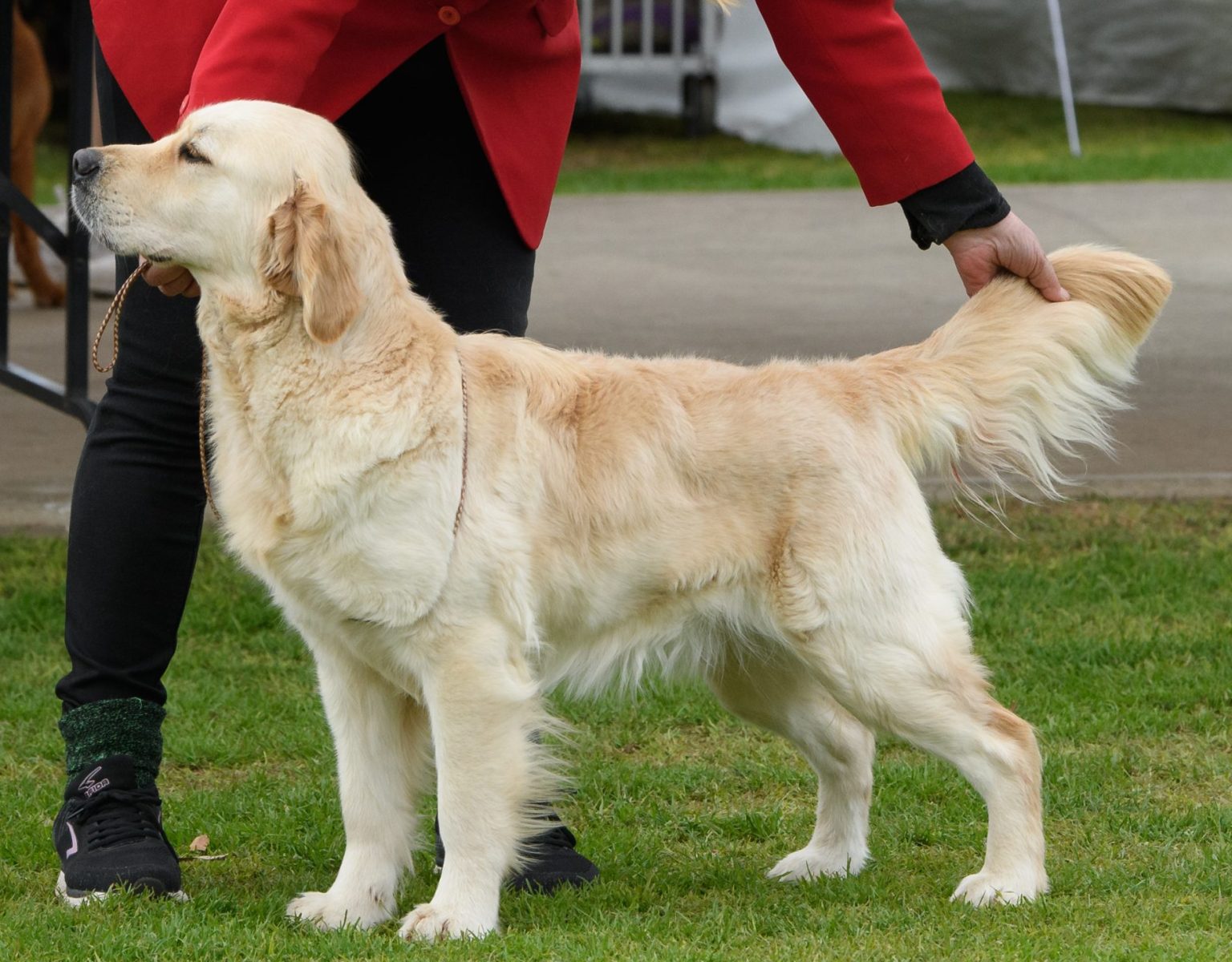 Shiralee & Jilly – Brackendell Golden Retrievers